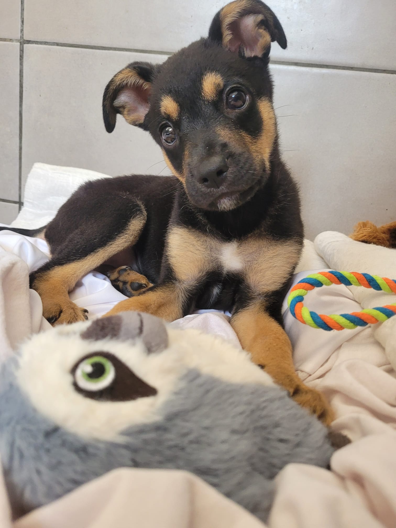S.P.A.C.A. - Mars - Nos chiens adoptés